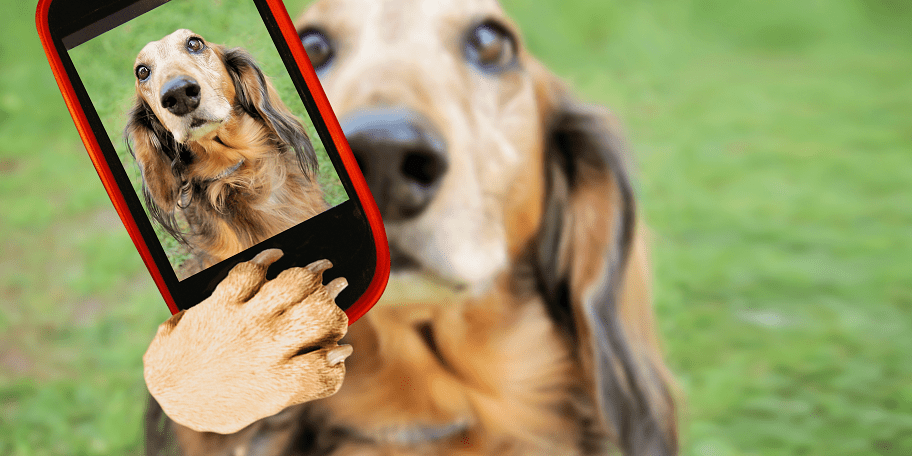 Does Your Dog Have a Facebook Profile? - Holidays4Dogs - Home Boarding ...