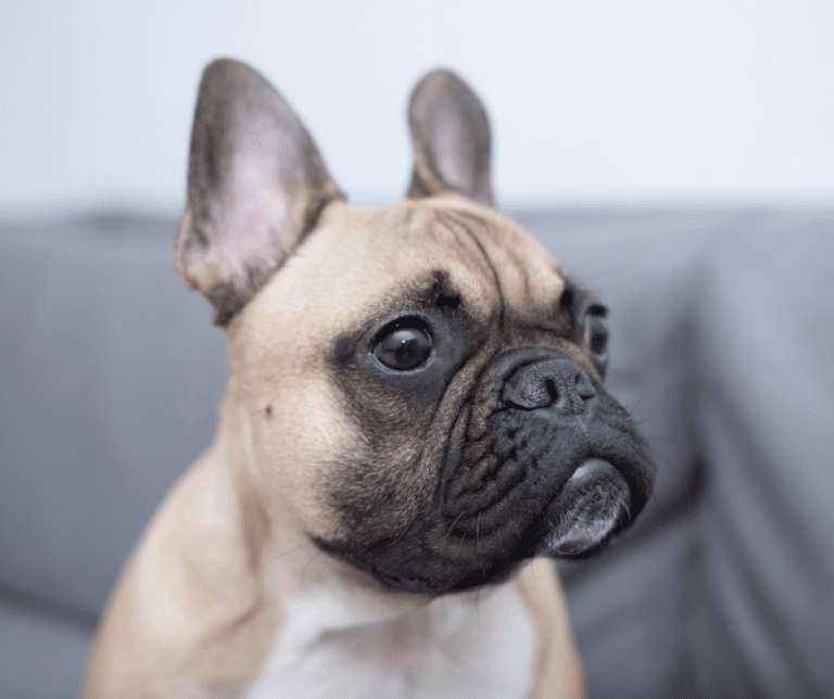 The Mongrel Dog - A 'Rare' Breed? - Holidays4Dogs - Home Boarding for Dogs