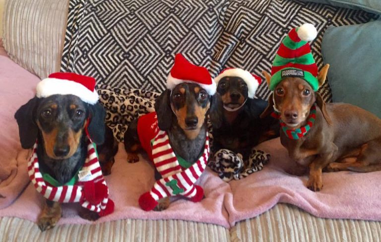 Christmas Dinner For Dogs. - Holidays4Dogs - Home Boarding for Dogs