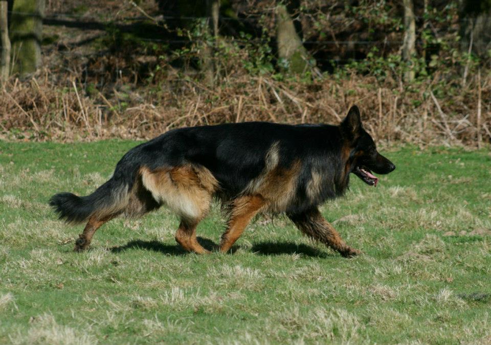 The German Shepherd Dog. - Holidays4Dogs - Home Boarding for Dogs