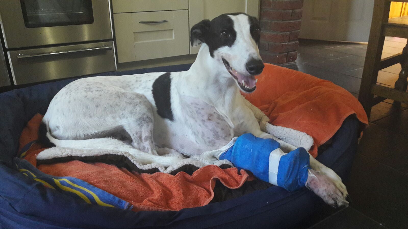 Broken legs in dogs – Part one; causes and diagnosis. - Holidays4Dogs ...