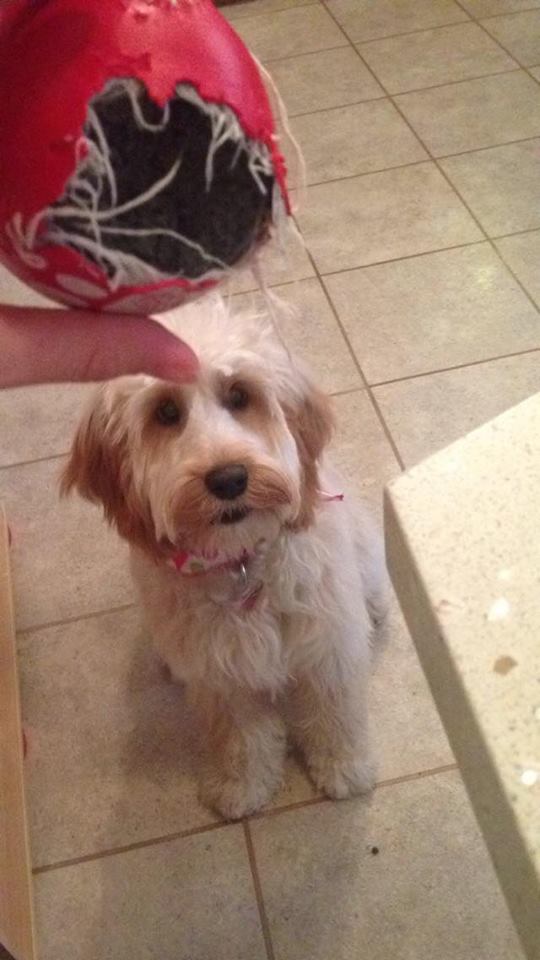 Can Dogs Learn Dog Observation Dog Sitting Pet Sitting can-dogs-learn-dog-observation-dog-sitting-pet-sitting