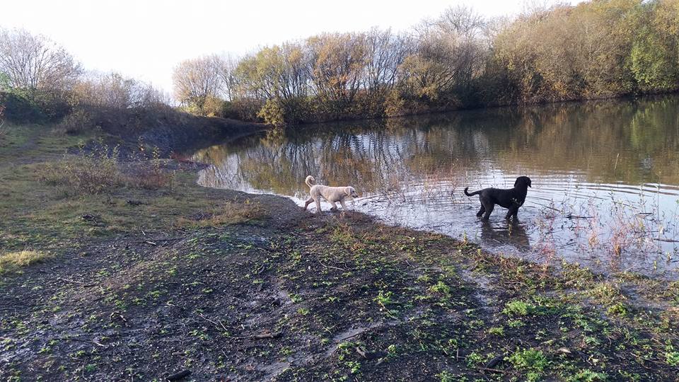 Clavidd Working Poodles | Dog Sitting | Pet Sitting