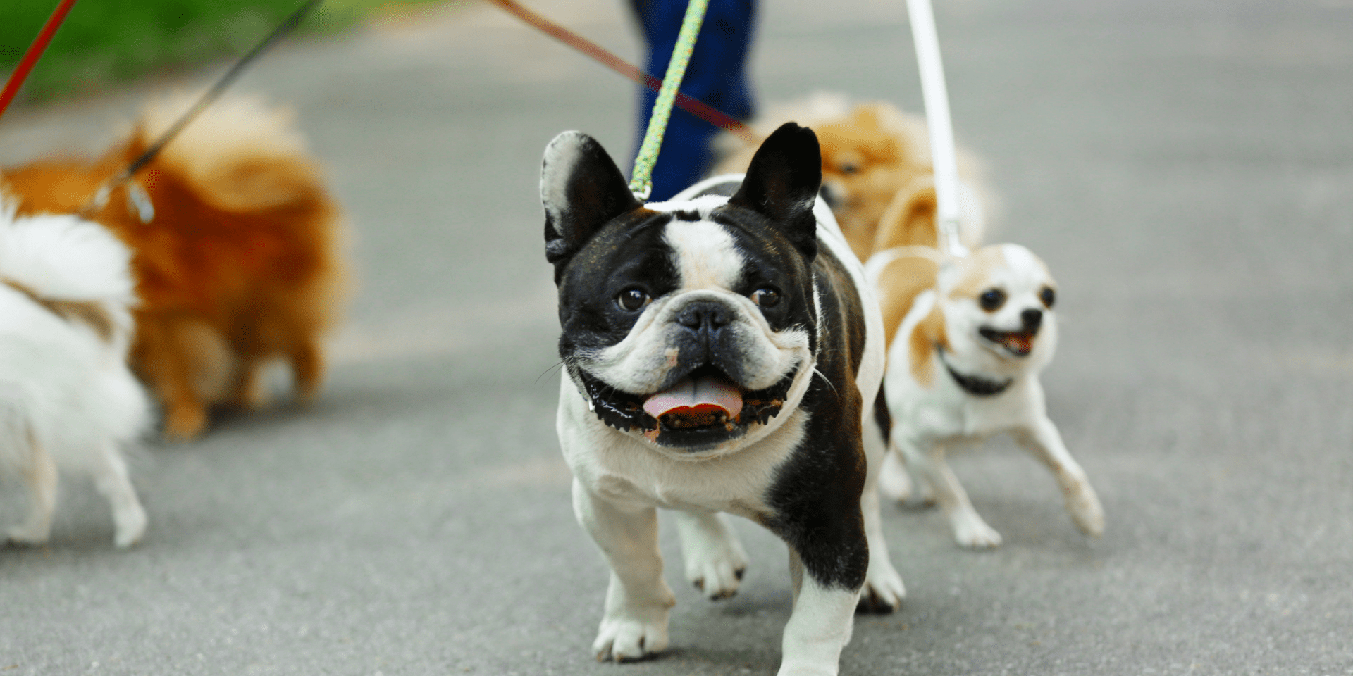 How To Use A Long-Line Lead In Dog Training - Holidays4Dogs - Home ...