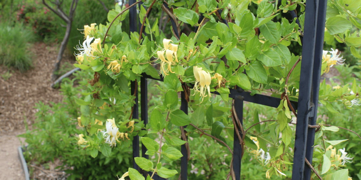 Build Your Dog a Digging Pit. - Holidays4Dogs - Home Boarding for Dogs