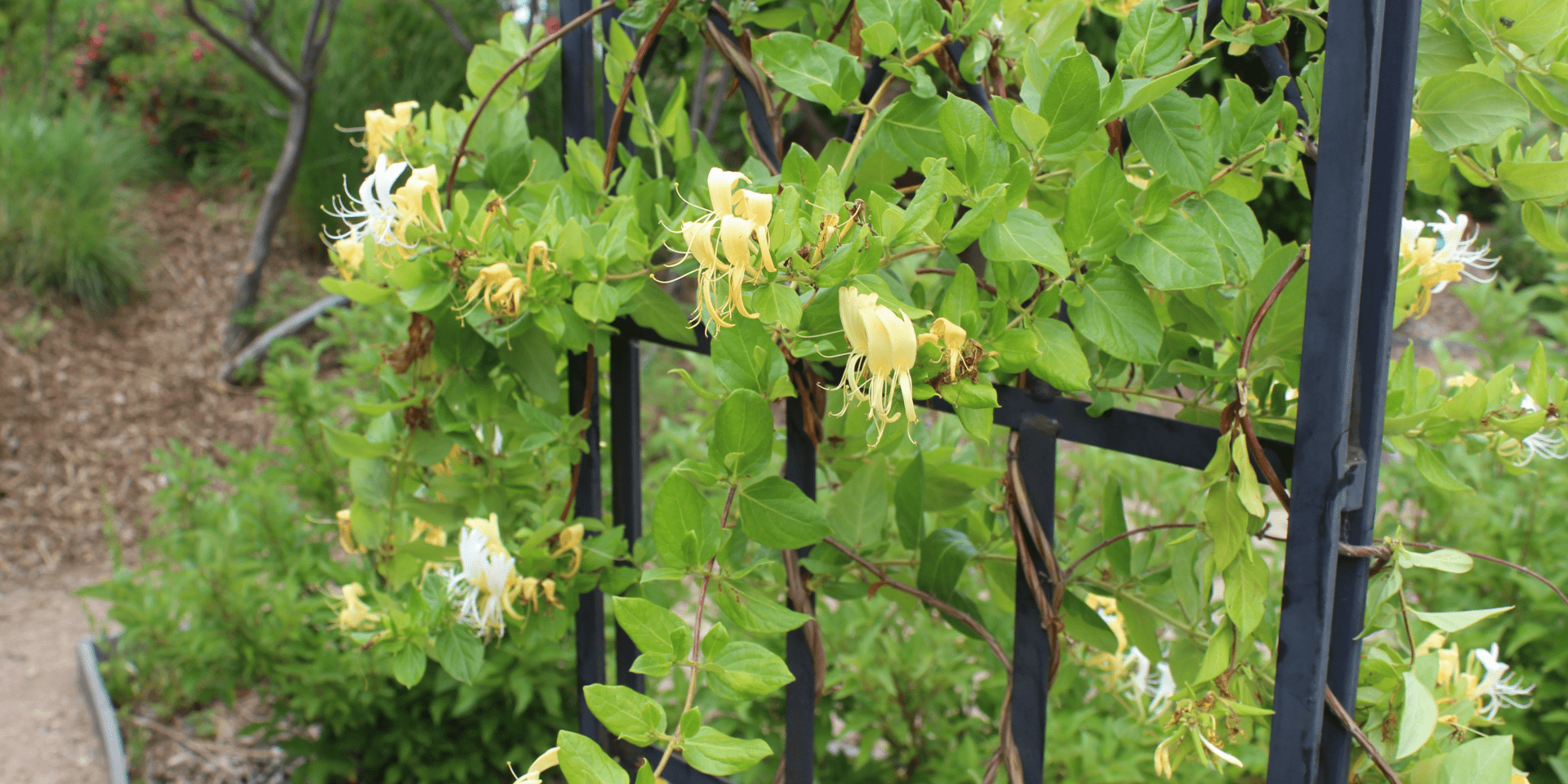 Build Your Dog a Digging Pit - Holidays4Dogs - Home Boarding for Dogs