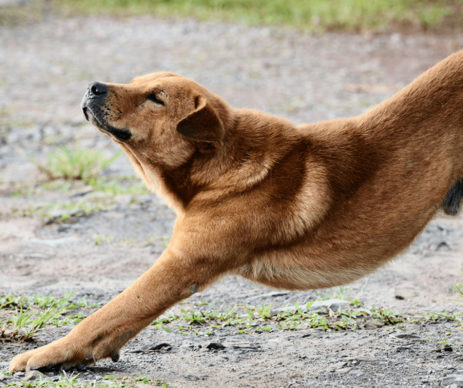 The Mongrel Dog - A 'Rare' Breed? - Holidays4Dogs - Home Boarding for Dogs