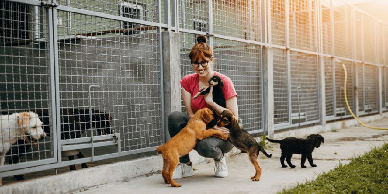 Animal Sanctuary Regulation. - Holidays4Dogs - Home Boarding for Dogs