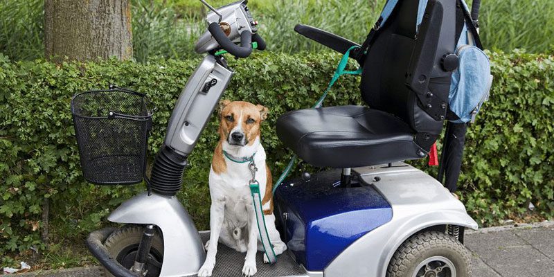 Walking Dogs With Mobility Scooters. - Holidays4Dogs